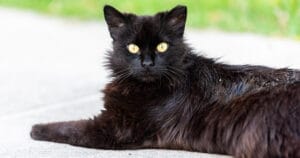 MedVet Blog | Cheyletiellosis (Walking Dandruff) in Dogs and Cats