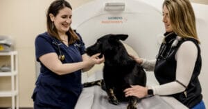 Magnetic Resonance Imaging (MRI) for Dogs and Cats - FAQ