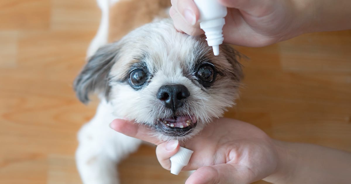 MedVet Blog | Keratoconjunctivitis Sicca (KCS, Dry Eye) in Dogs & Cats