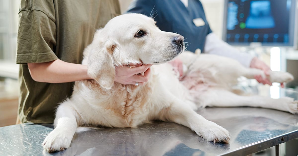 hemoabdomen - Needing Some advice | Dog Forum