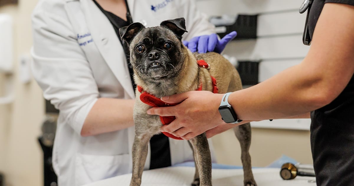 MedVet Blog | Mast Cell Tumors in Dogs