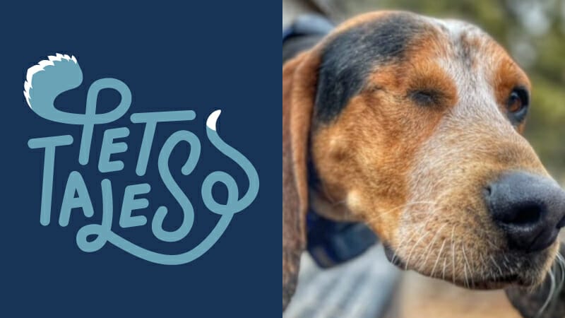 24/7 Emergency Vet & Specialty Care | MedVet Northern Utah