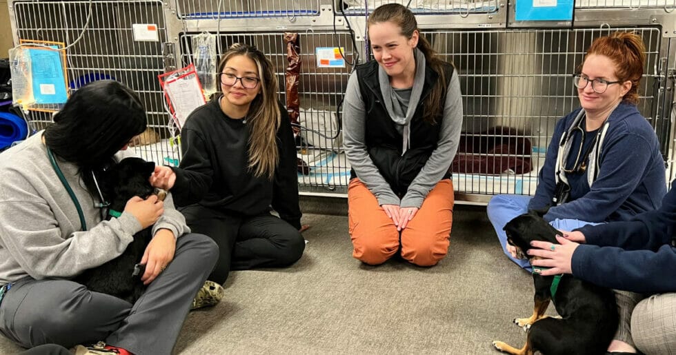 What is Veterinary Social Work? - MedVet