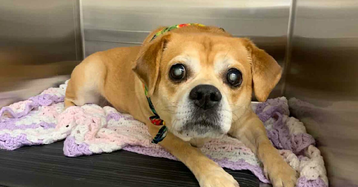 MedVet Blog | Bladder Tumors in Dogs and Cats