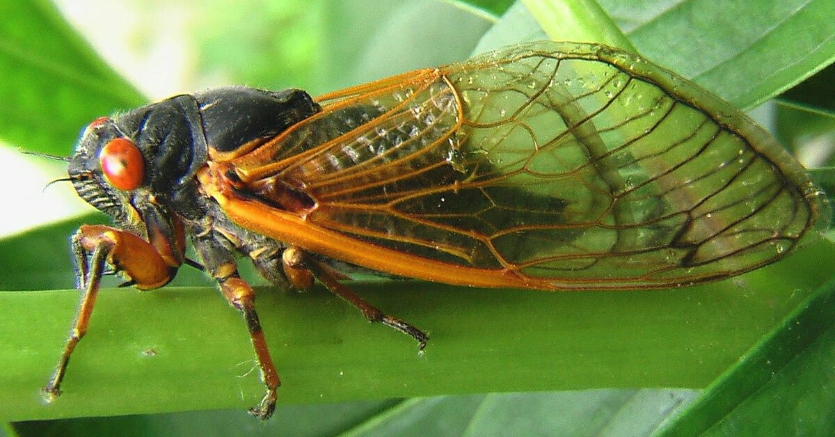 MedVet Blog | Cicadas and Your Pet: Are they Dangerous?