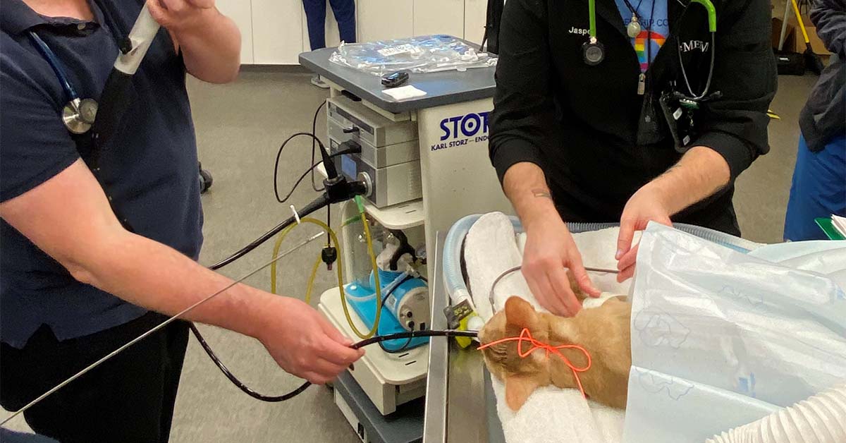Gastrointestinal Endoscopy in Dogs and Cats - MedVet