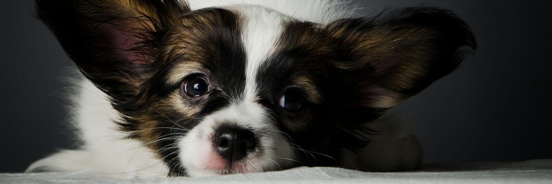 Inflammatory Bowel Disease (IBD) in Dogs and Cats