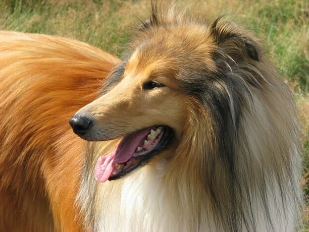 MDR1 Genetic Testing in Dogs - MedVet