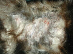 MedVet Blog | Feline Atypical Mycobacteria: Signs and Diagnosis