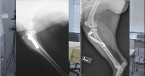 TTA/TPLO Discharge Instructions - Video - MedVet