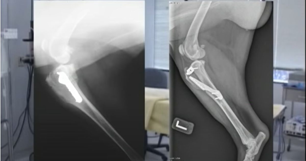 TTA/TPLO Discharge Instructions - Video - MedVet