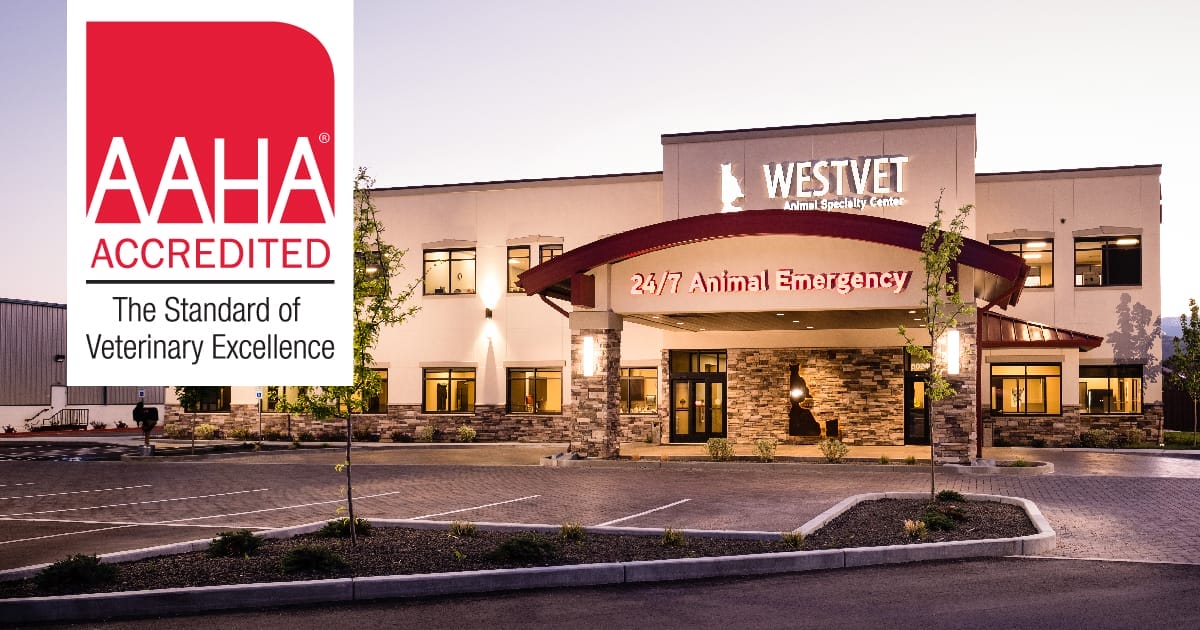 WestVet Boise Maintains AAHA Accreditation - MedVet