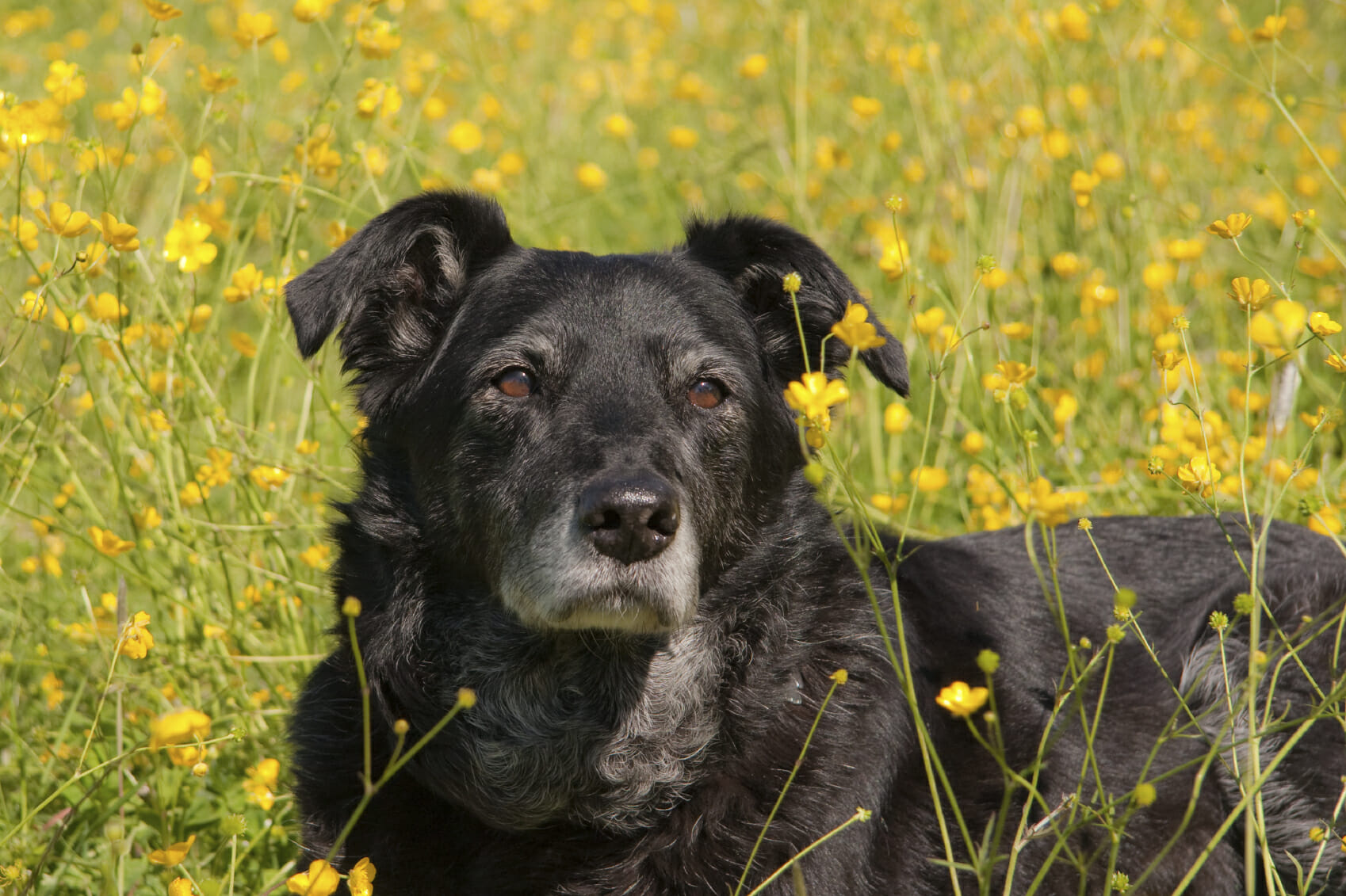 Extracapsular Lateral Suture Stabilization (ELSS) Surgery for Dogs