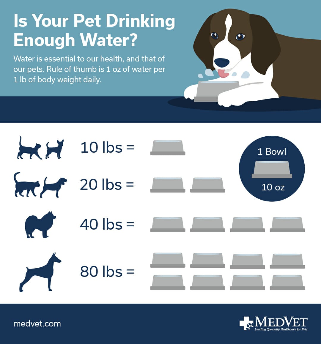 What Your Pet's Poop Could Be Telling You | MedVet