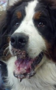 Refractory Canine Oral Papillomatosis - Case Study