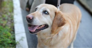 MedVet Blog | Caring for Your Blind Pet