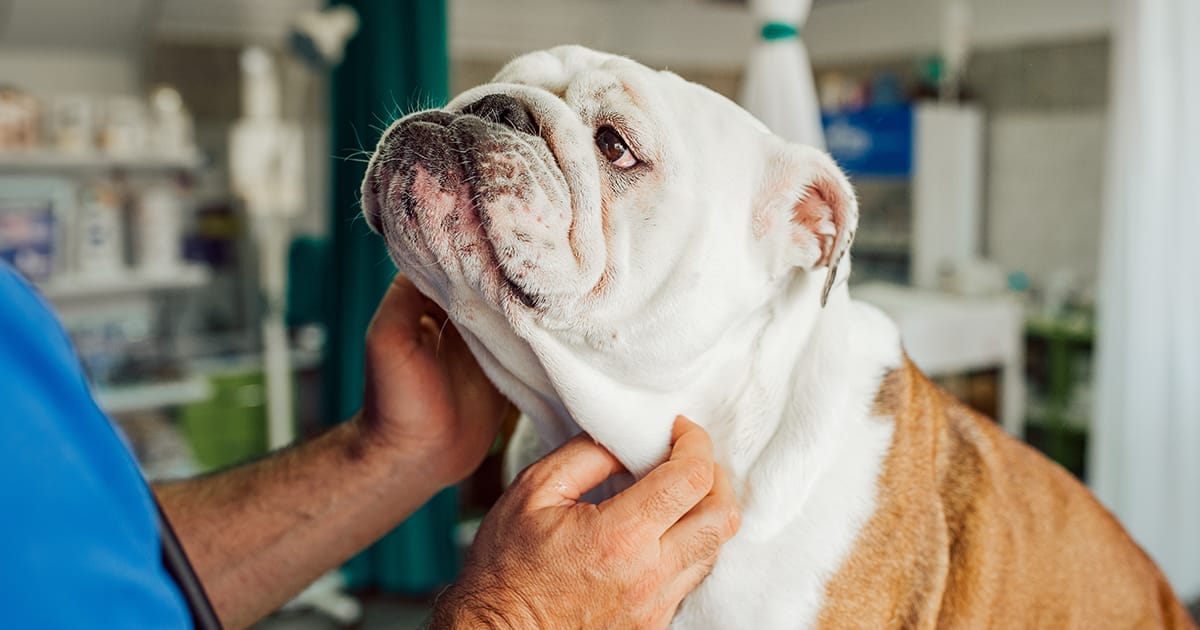 MedVet Blog | Diagnosis and Treatment of Pyoderma in Dogs