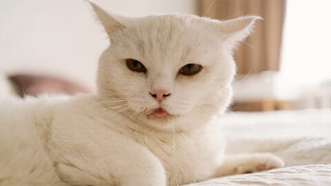 MedVet Blog | Lily Poisoning in Cats: Everything You Need to Know