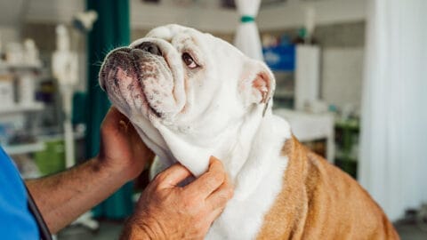 Diagnosis and Treatment of Pyoderma in Dogs
