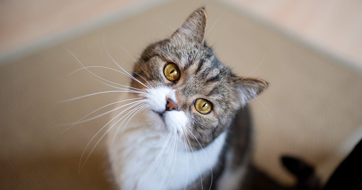 MedVet Blog | Understanding Strokes in Cats