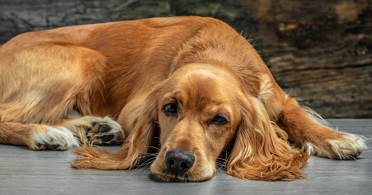 MedVet Blog | Inflammatory Bowel Disease (IBD) in Dogs and Cats