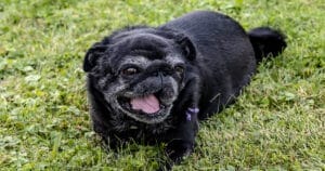 Tracheal Collapse in Dogs: Everything You Need to Know - MedVet