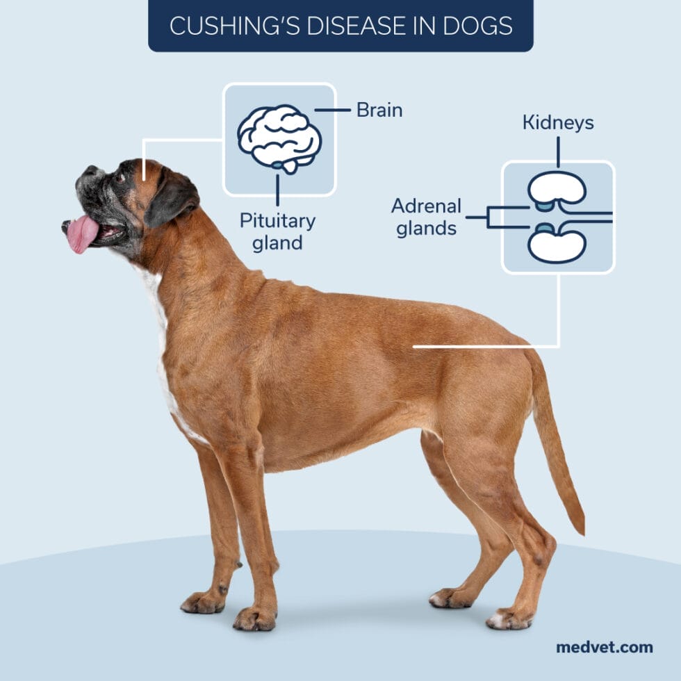 MedVet Blog | Cushing’s Disease in Dogs