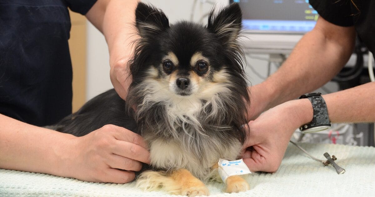 MedVet Blog | Anesthesia in Older Pets