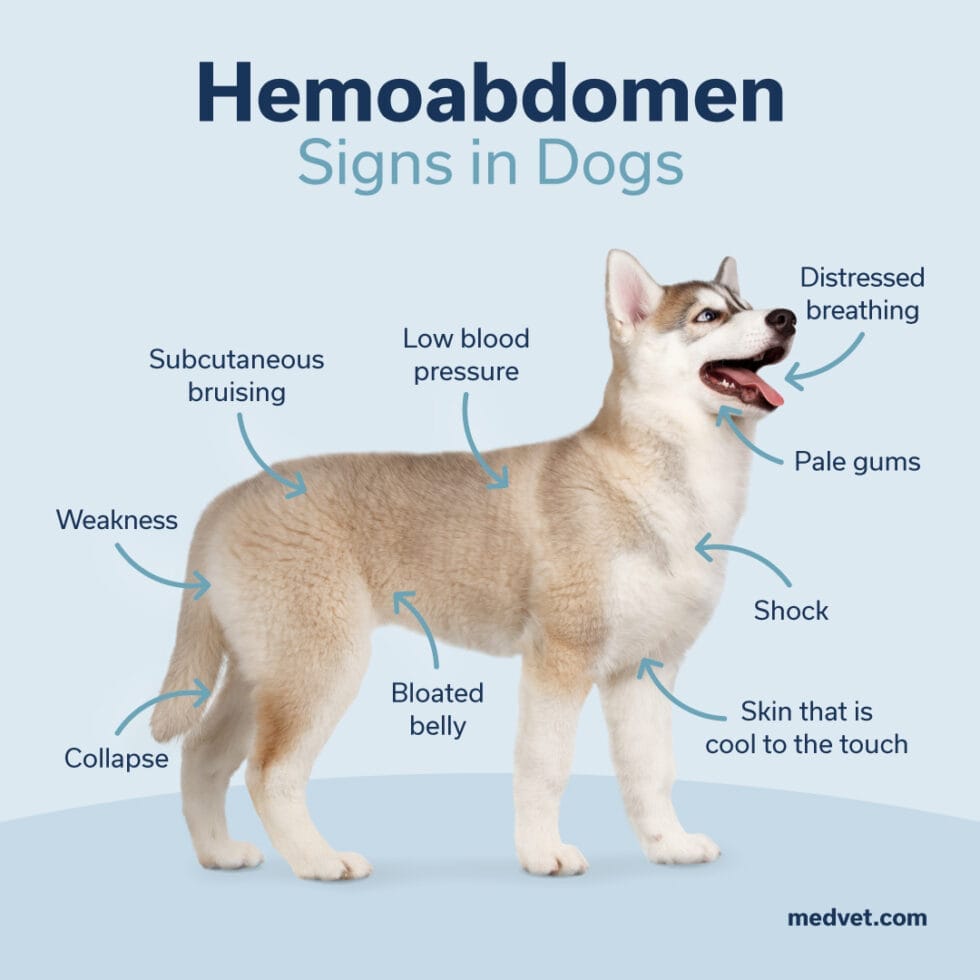 MedVet Blog | Hemoabdomen in Dogs