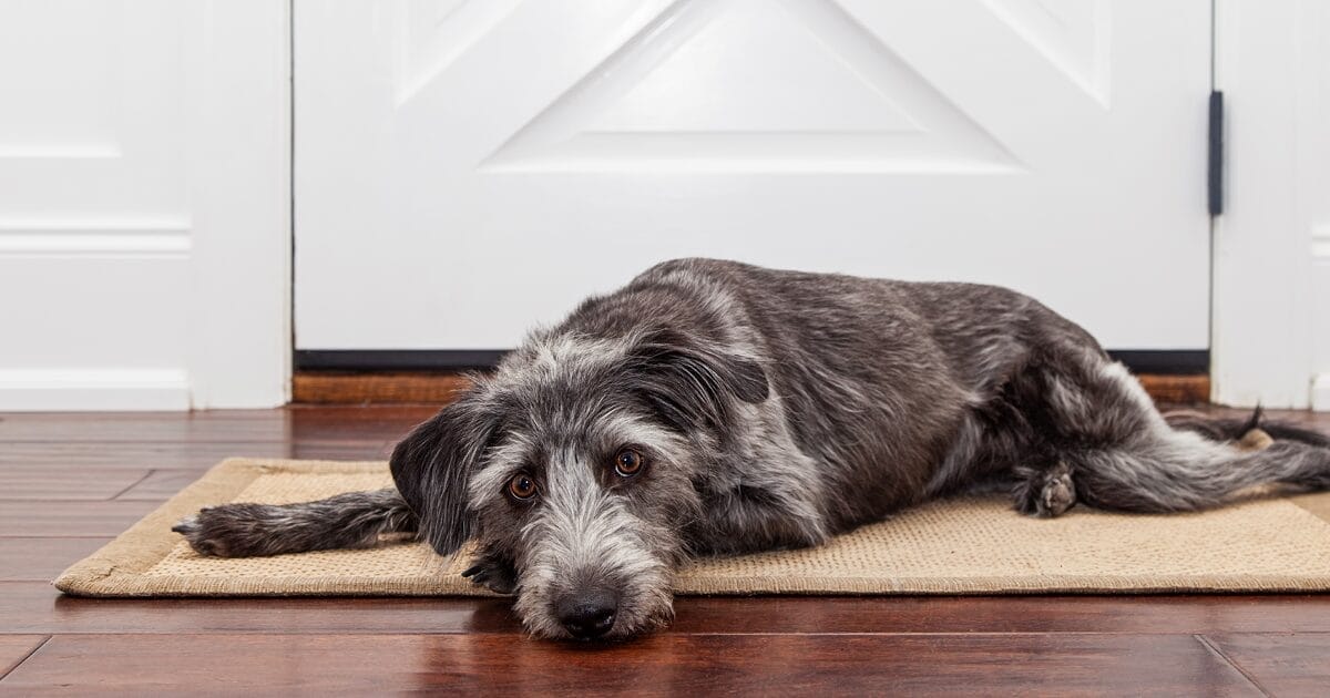 MedVet Blog | Hemoabdomen in Dogs