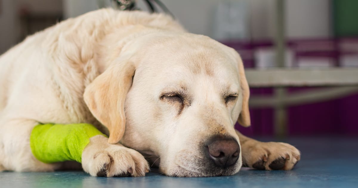 MedVet Blog | Lymphoma in Dogs and Cats