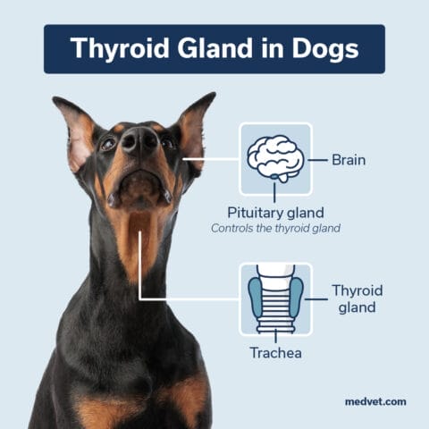 MedVet Blog | Thyroid Disease in Dogs