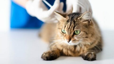 MedVet Blog | Understanding Feline Hyperthyroidism