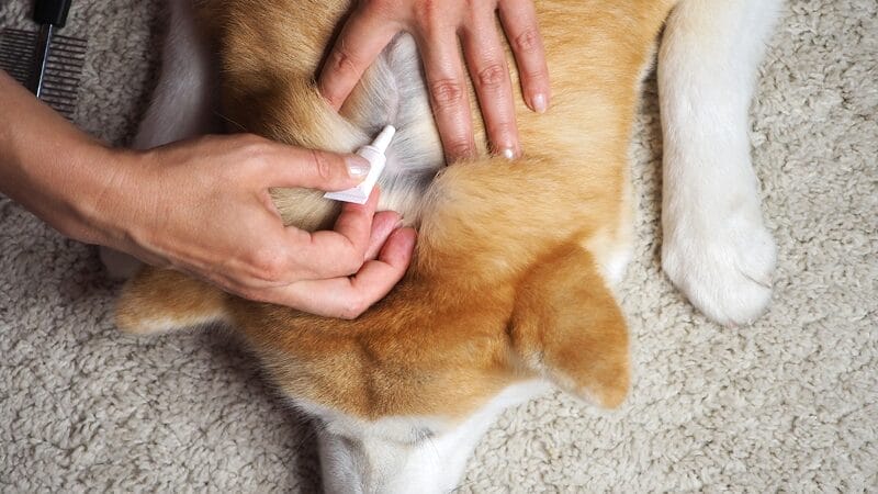 MedVet Blog | Flea Control Product Toxicity