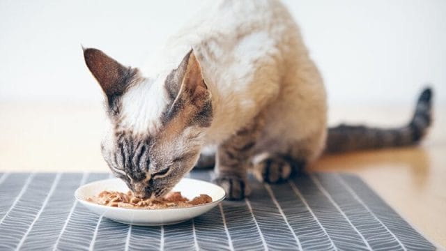 MedVet Blog | Caring for Your Cat or Dog After Surgery