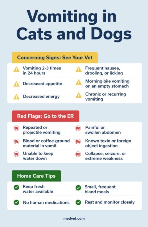 MedVet Blog | Understanding Vomiting in Dogs and Cats