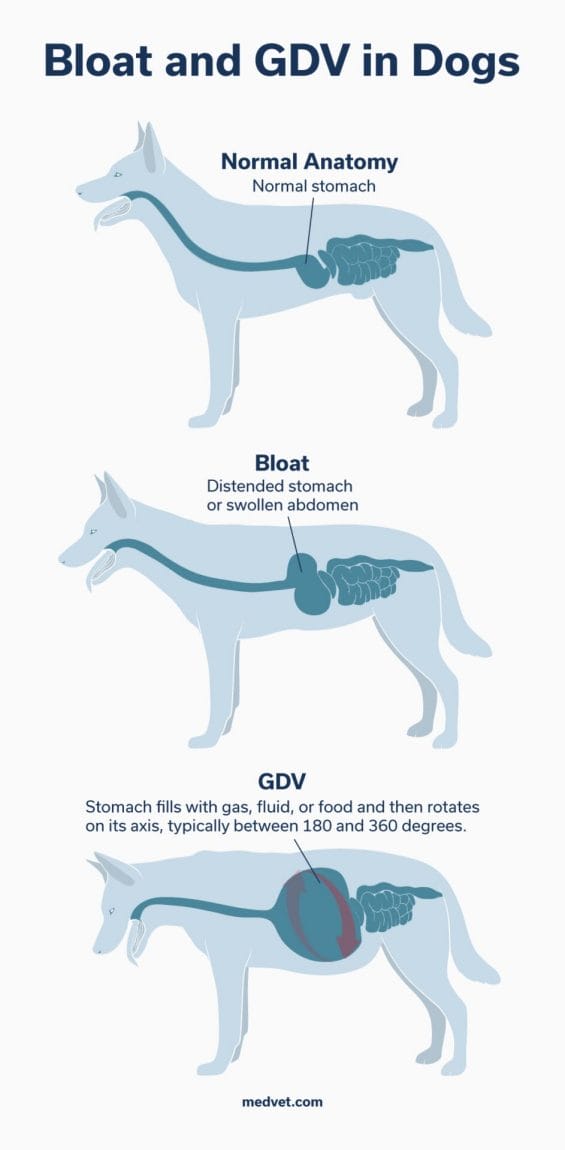 MedVet Blog | Gastric Dilatation-Volvulus (GDV) in Dogs